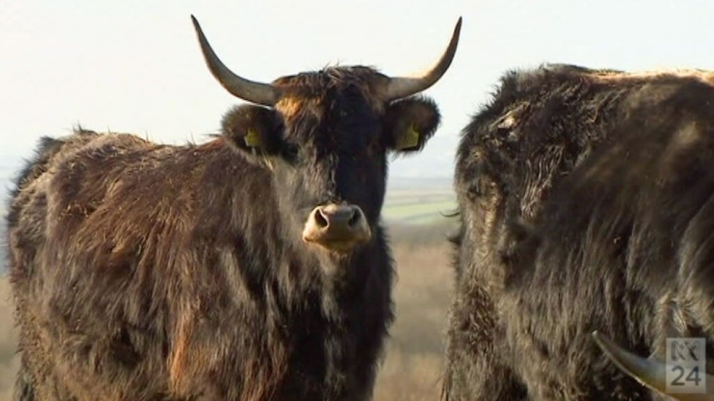 Nazi cow herd 'too aggressive', put down - ABC News