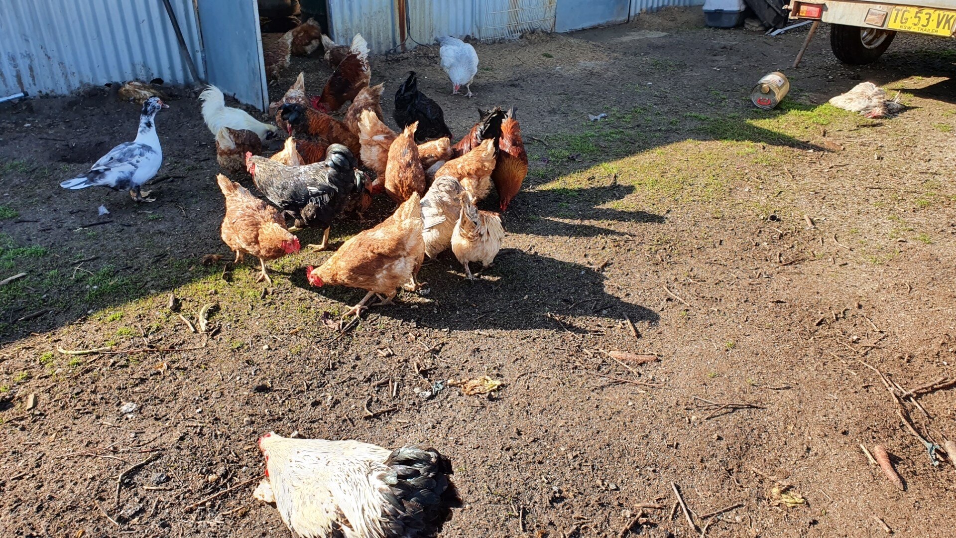 'Hard chicken' points the way out of business slump for old-fashioned ...