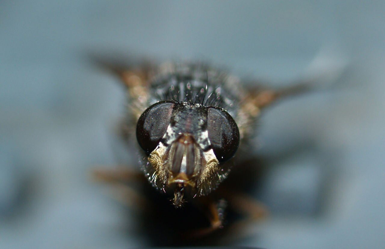 Flies' eyes making humans wise - ABC News