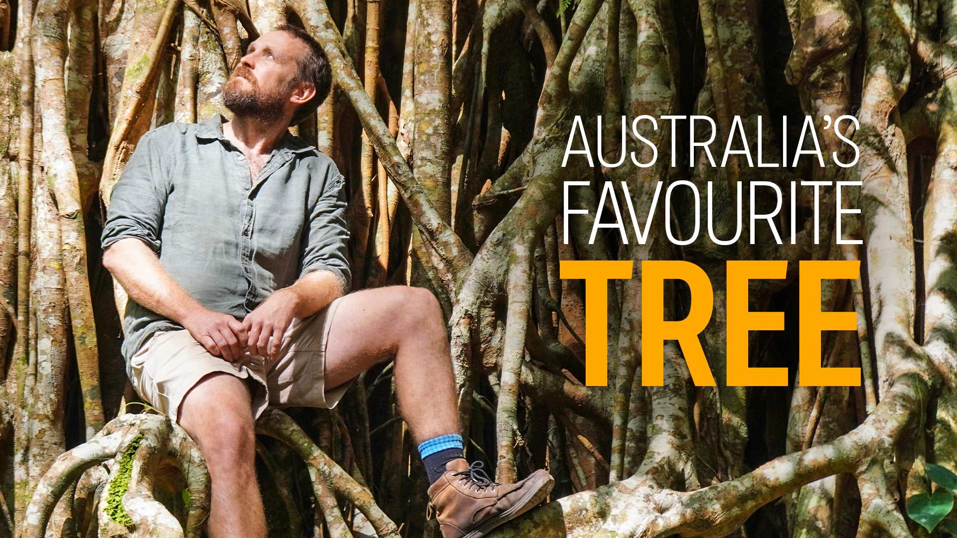 Australia's Favourite Tree - ABC Content Sales