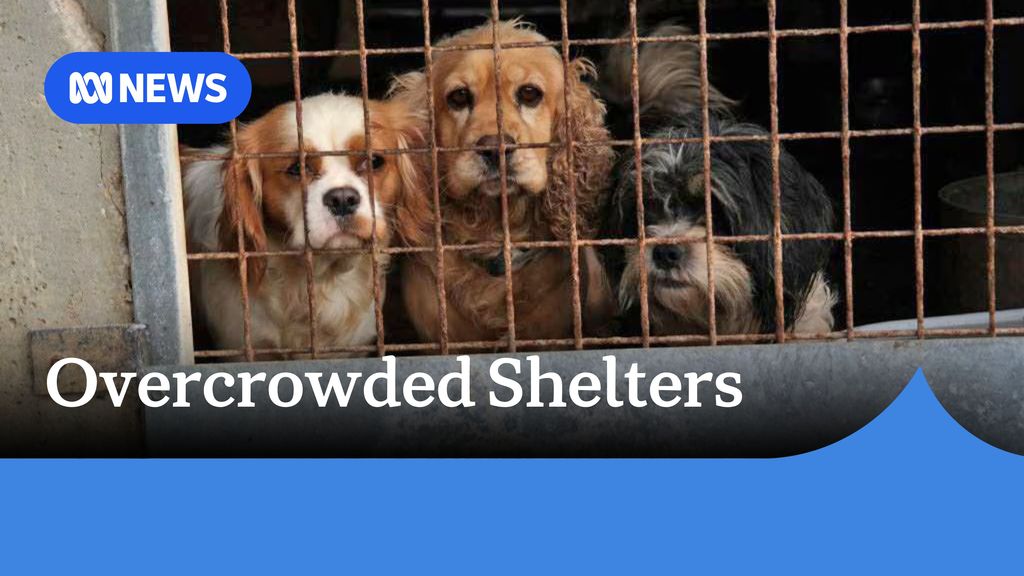 Animal shelters at capacity across NSW as adoption rate slumps - ABC News