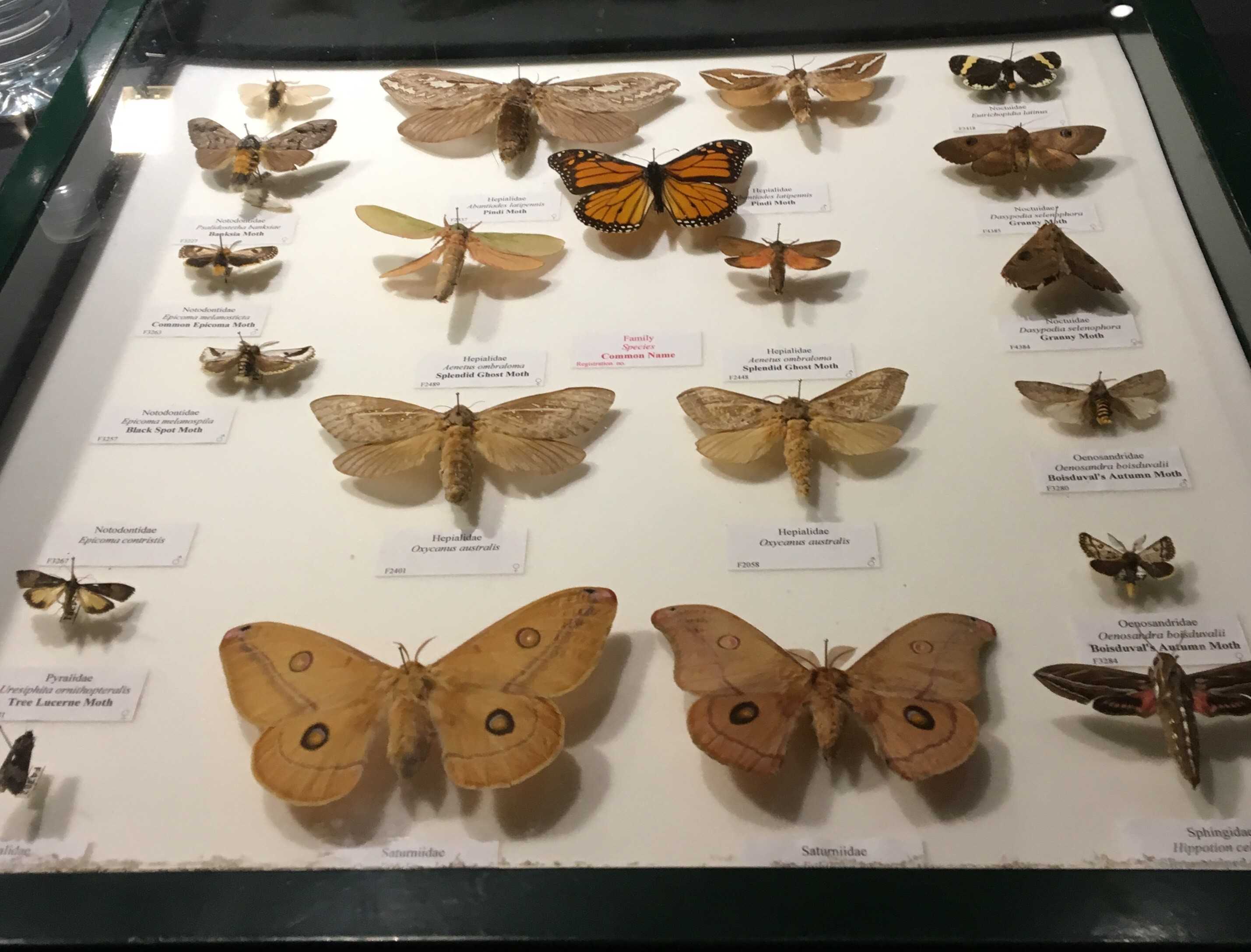 The Tasmanian Entomologist in demand across Australia - ABC listen