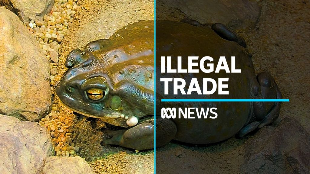 Different species being illegally sold on the dark web - ABC News