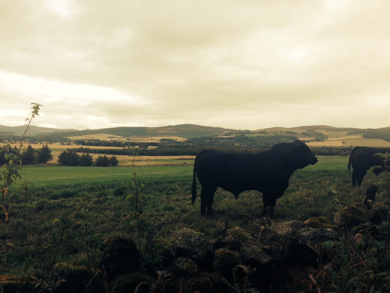 DNA testing to authenticate Angus beef in the birthplace of the breed ...