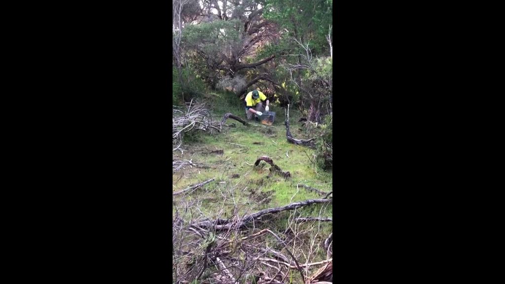 Spotted-tailed quoll caught at Beachport - ABC News