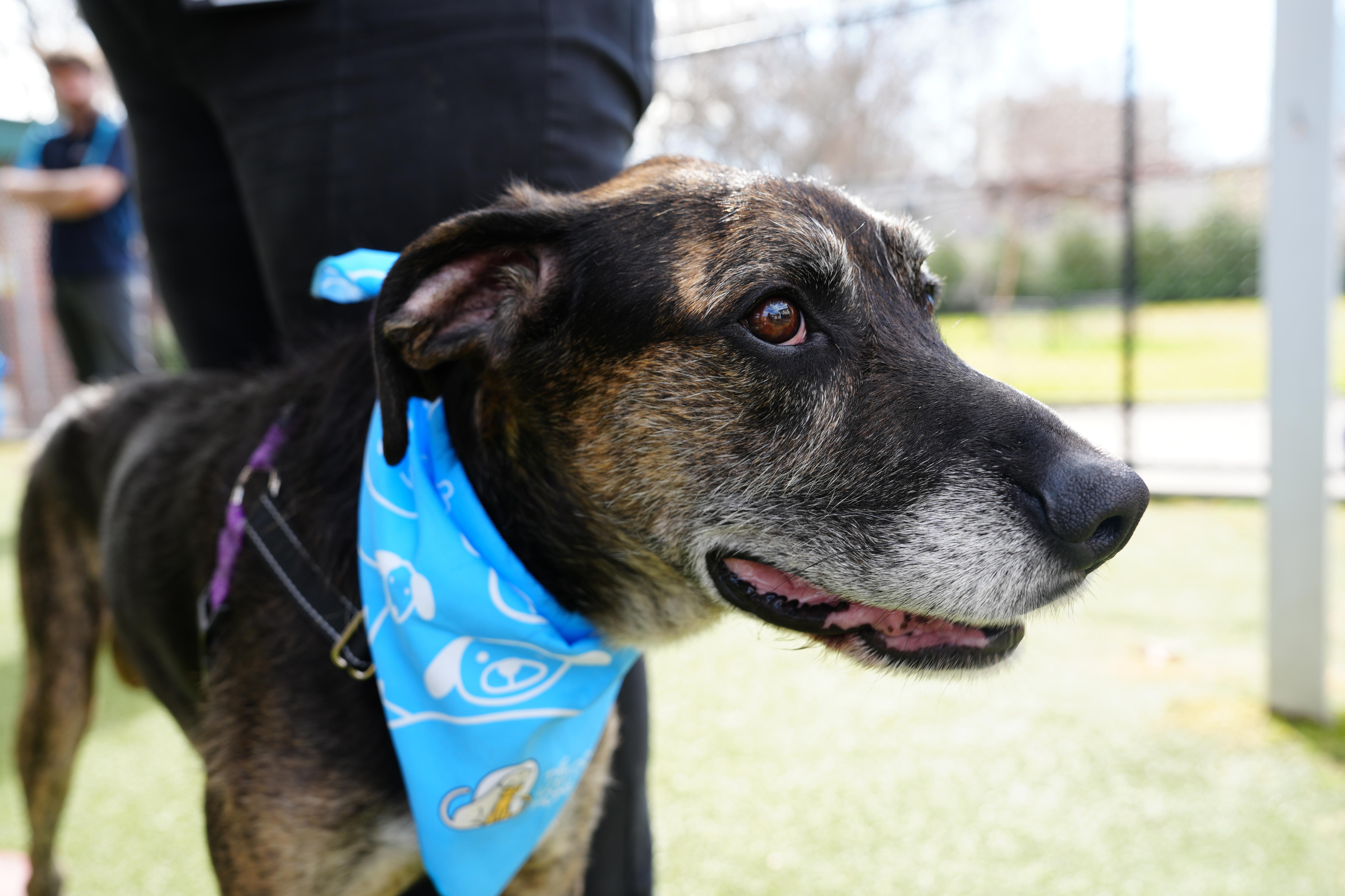 After being found abandoned and weighing just 12kg, staghound Atticus ...