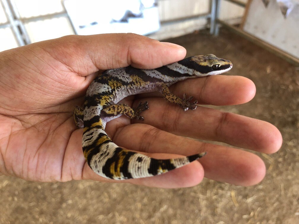 Native geckos with GPS backpacks and fluoro tattoos thriving against ...