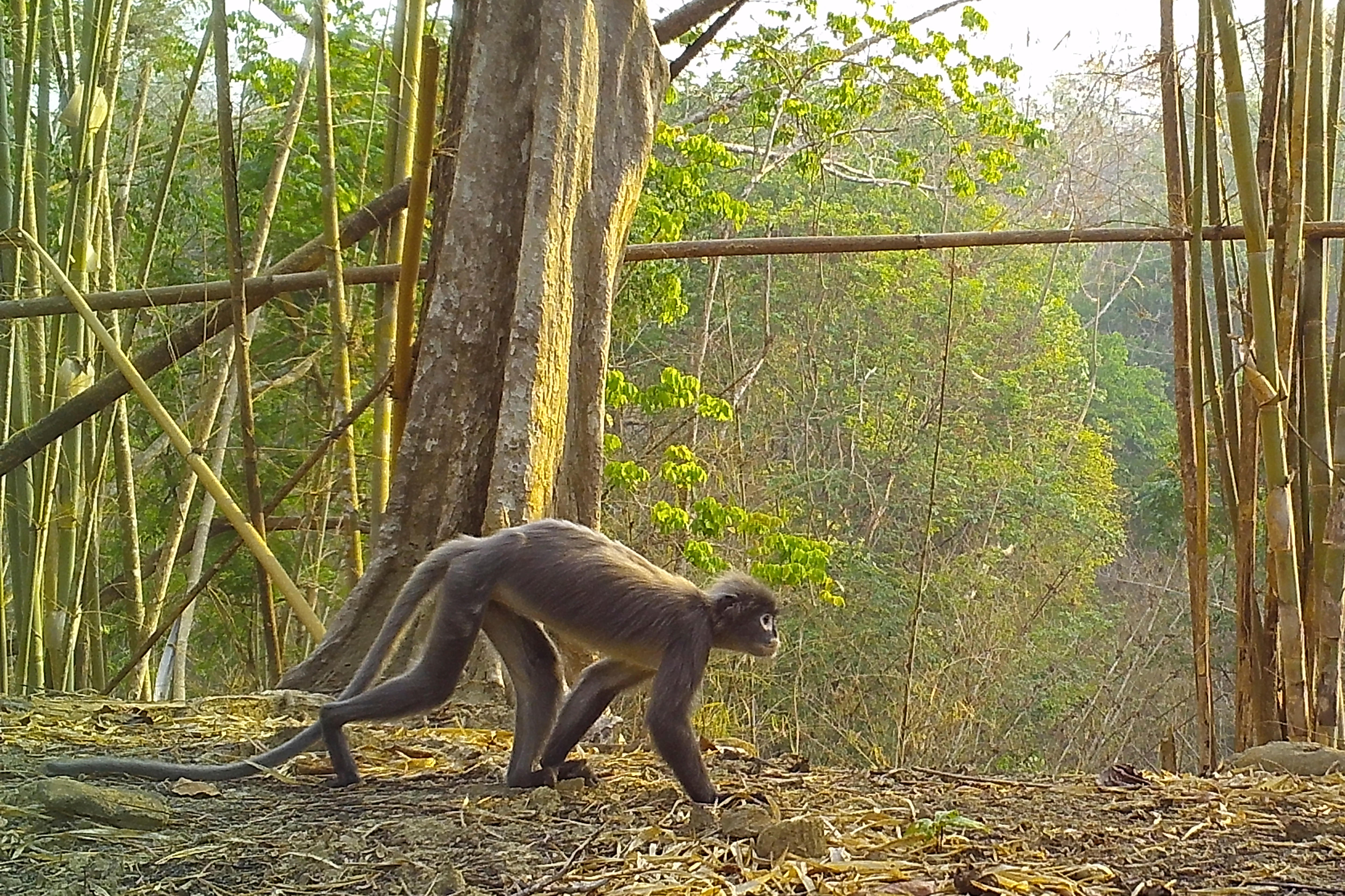 Ghostly monkeys and succulent bamboo among 224 newly discovered Mekong ...