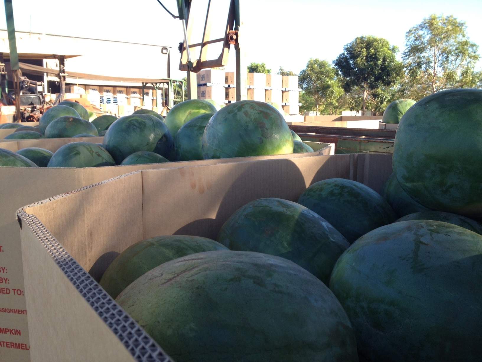 Watermelon prices sweeten for growers - ABC News