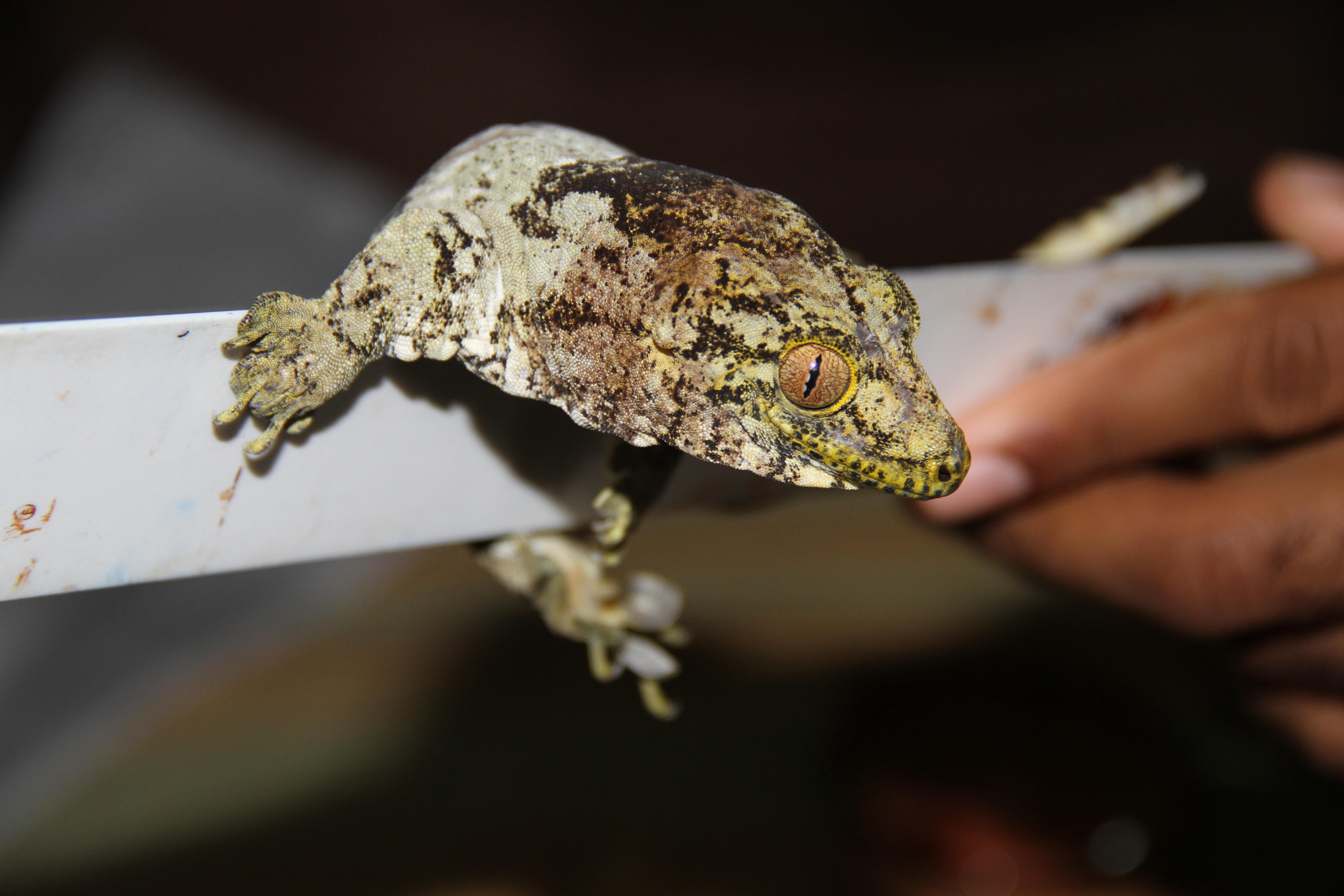 Protecting Fiji's important species, in treetops and on ocean currents ...