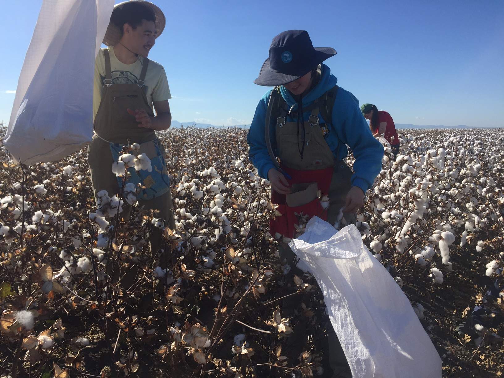 Australian cotton the 'pick of the crop' as more global consumers ...