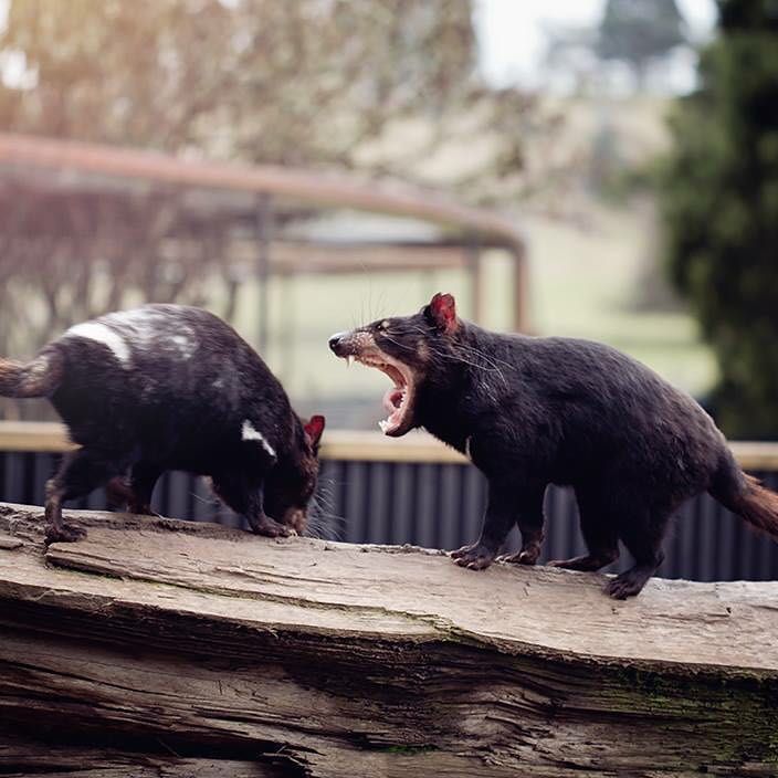 Tasmanian Country Hour - ABC listen