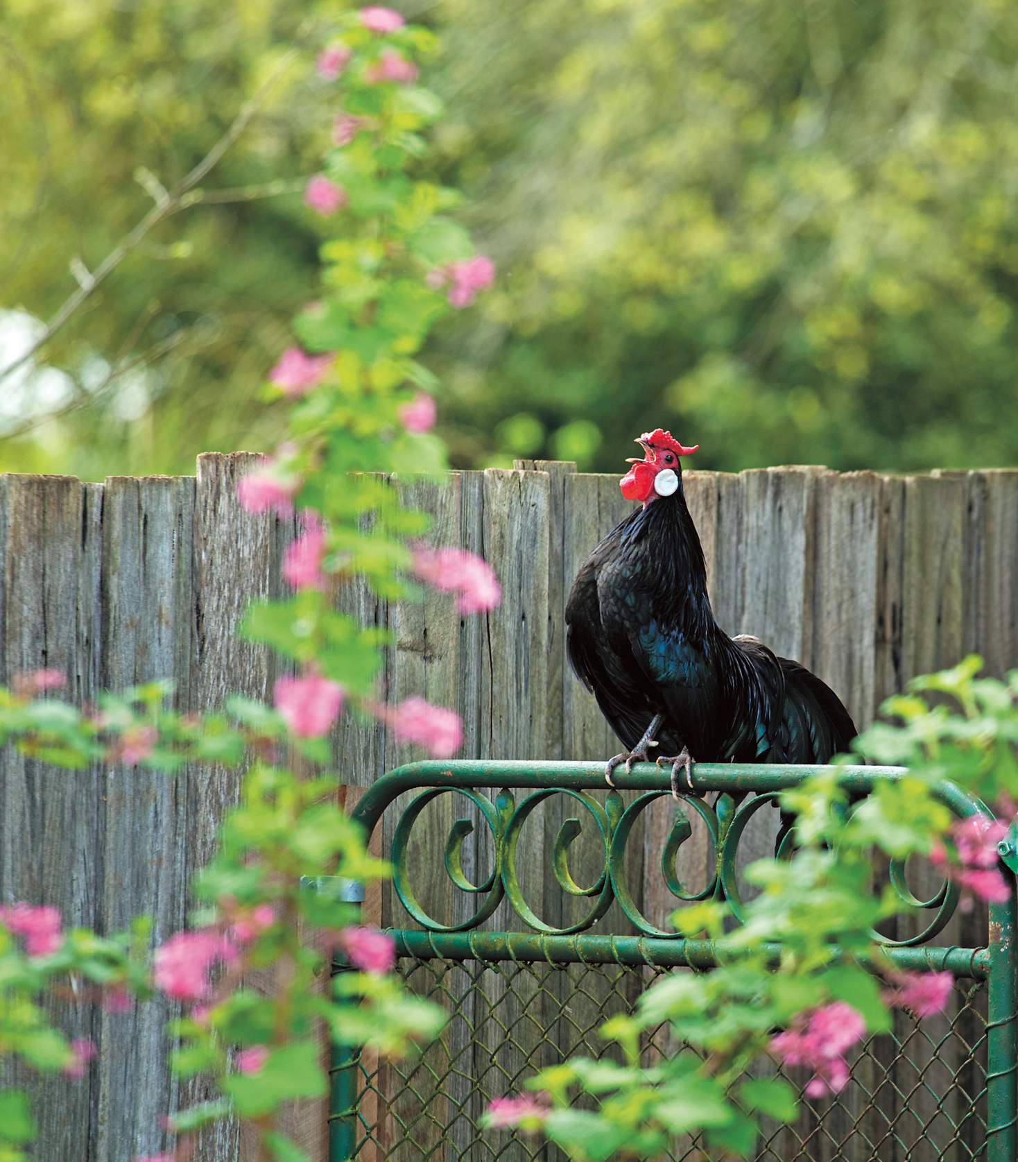 The sad lot of the rooster in a world with too many males - ABC News