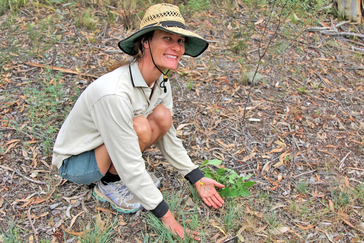 Urban foraging: Nutritious weeds growing in your backyard - ABC News