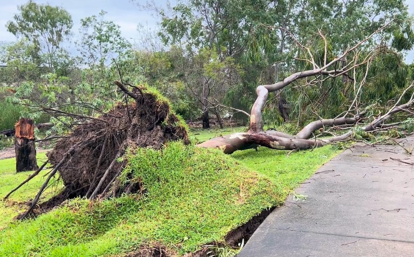Trees down in Townsville - ABC News