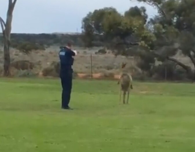 Police officer takes seven shots to 'destroy' injured kangaroo in ...