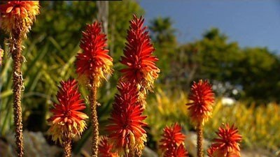 Hello Aloe - Gardening Australia