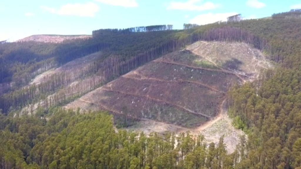 VicForests says they regenerate harvested trees - ABC Melbourne