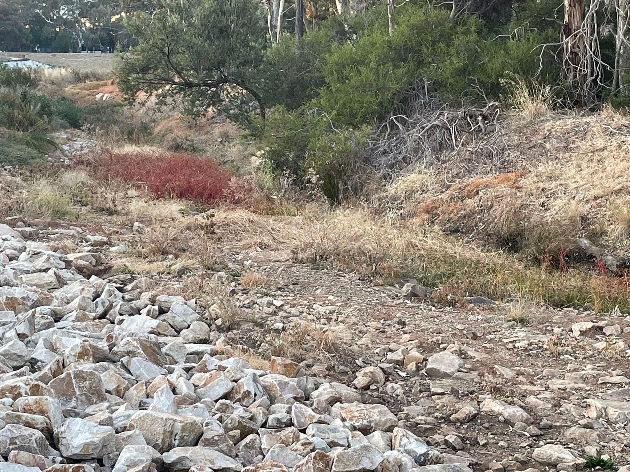 V̶i̶c̶t̶o̶r̶i̶a̶ ̶P̶a̶r̶k̶ ̶w̶e̶t̶l̶a̶n̶d̶s̶ Victoria Park drylands ...