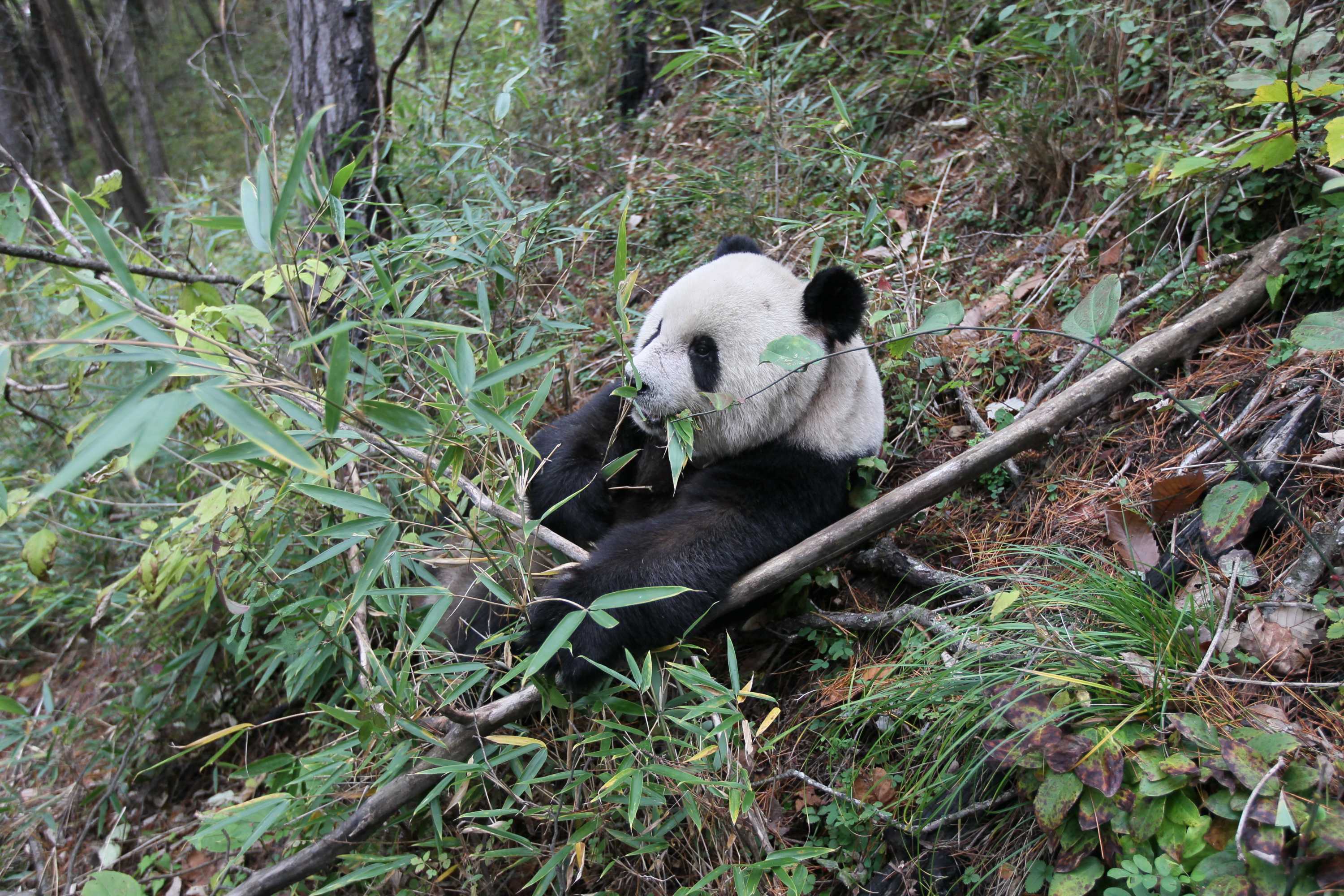Pandas weren't always fussy, they used to eat much more than bamboo - ABC News