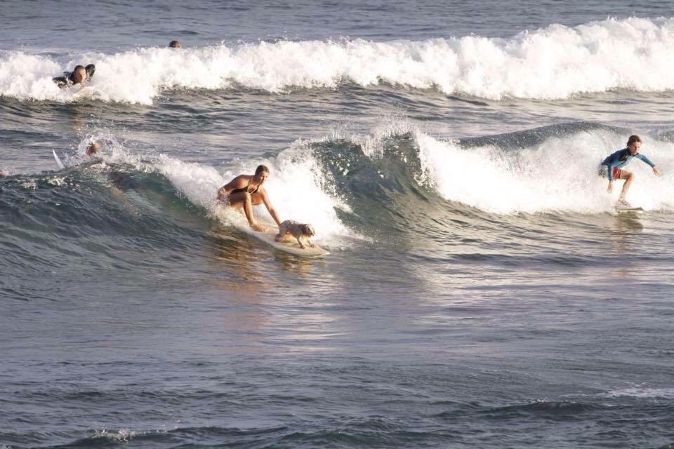 What are the rules of surfing? - ABC Sydney
