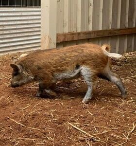 Charlotte escapes Barossa Valley vet visit - ABC Adelaide