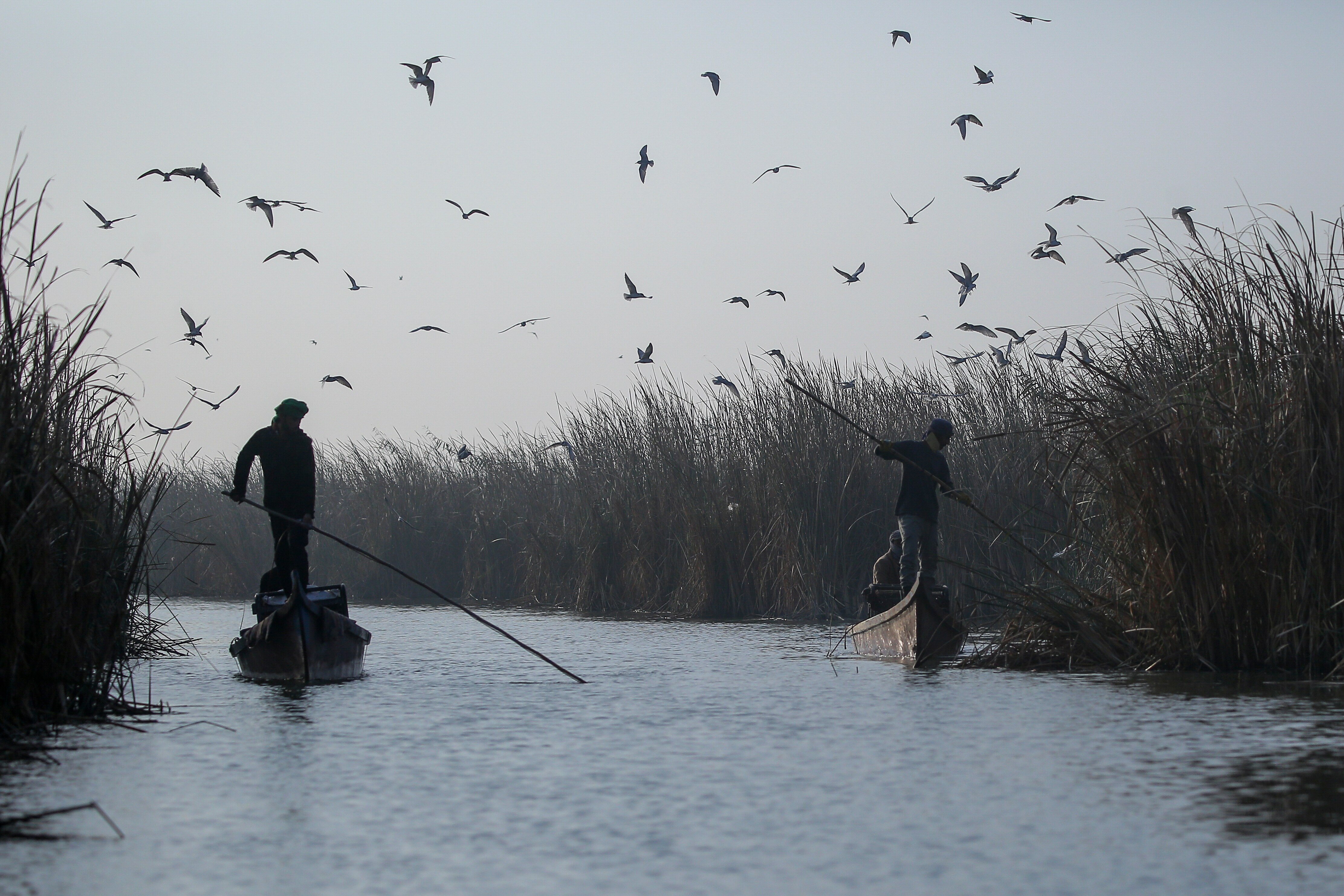 Salt and drought killing buffaloes in Iraq's southern marshes - ABC News