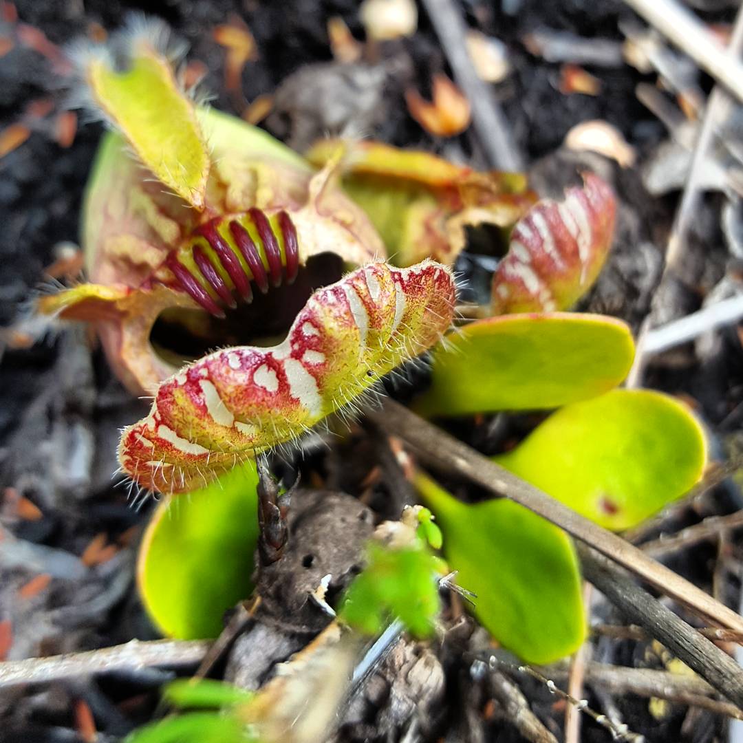 Researcher scouring remote WA to document one-third of the world's ...