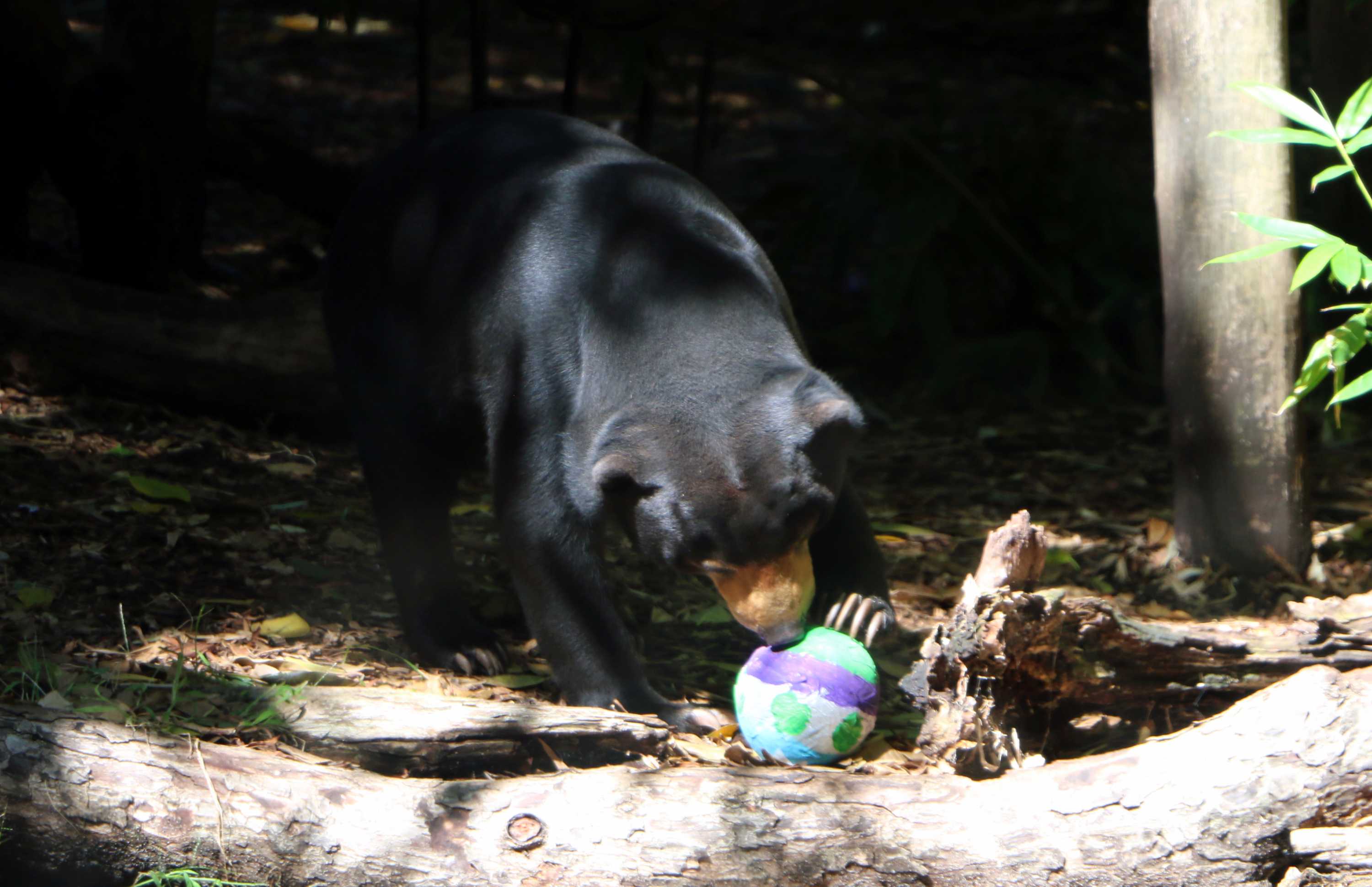 Perth Zoo Easter egg hunt: Crickets, meerkat bedding among the mouth ...