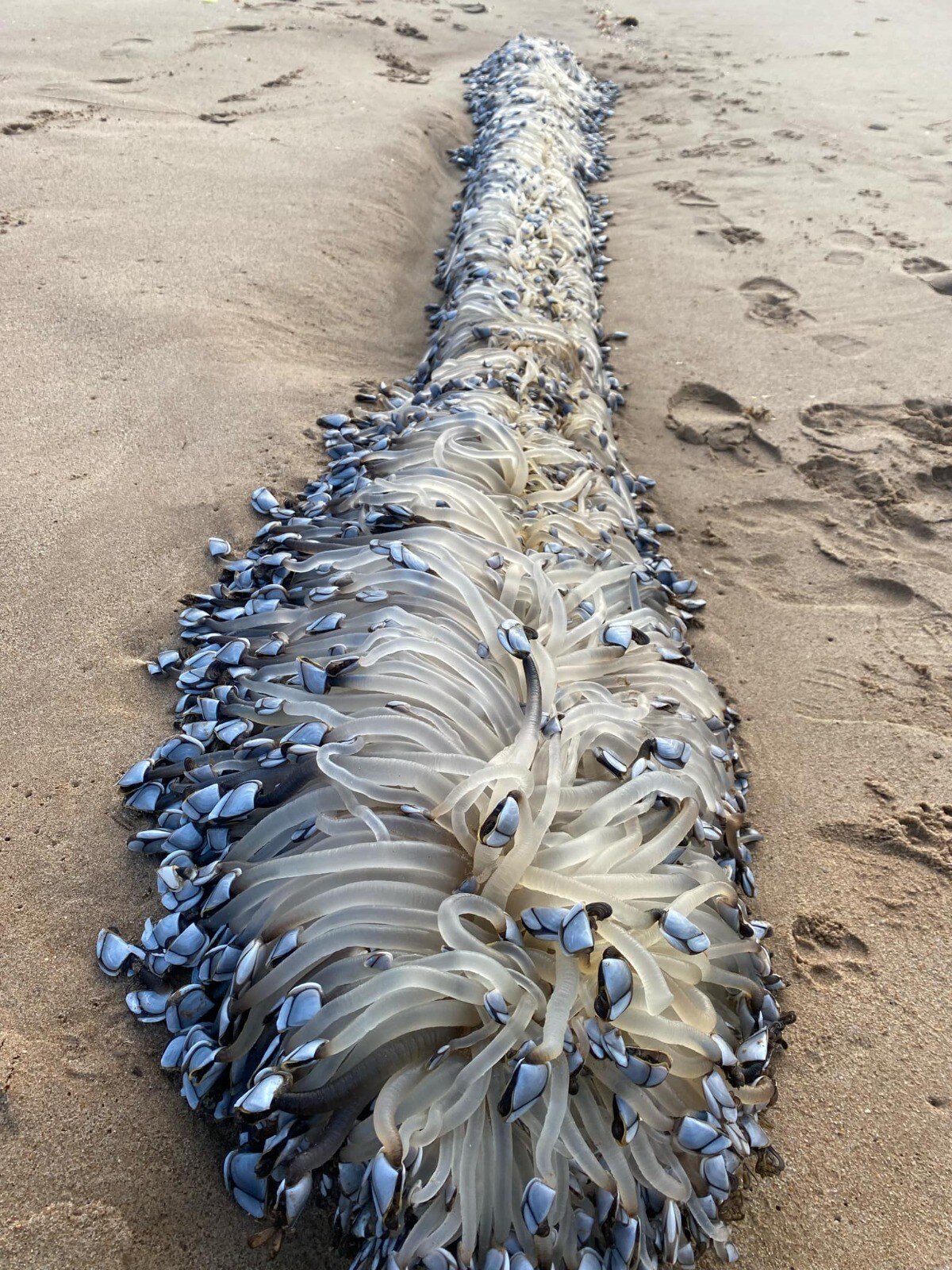 Adelaide Breakfast with Sonya Feldhoff and Jules Schiller and Bobby ...