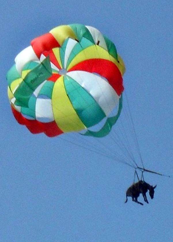 Parachuting donkey terrifies children - ABC News