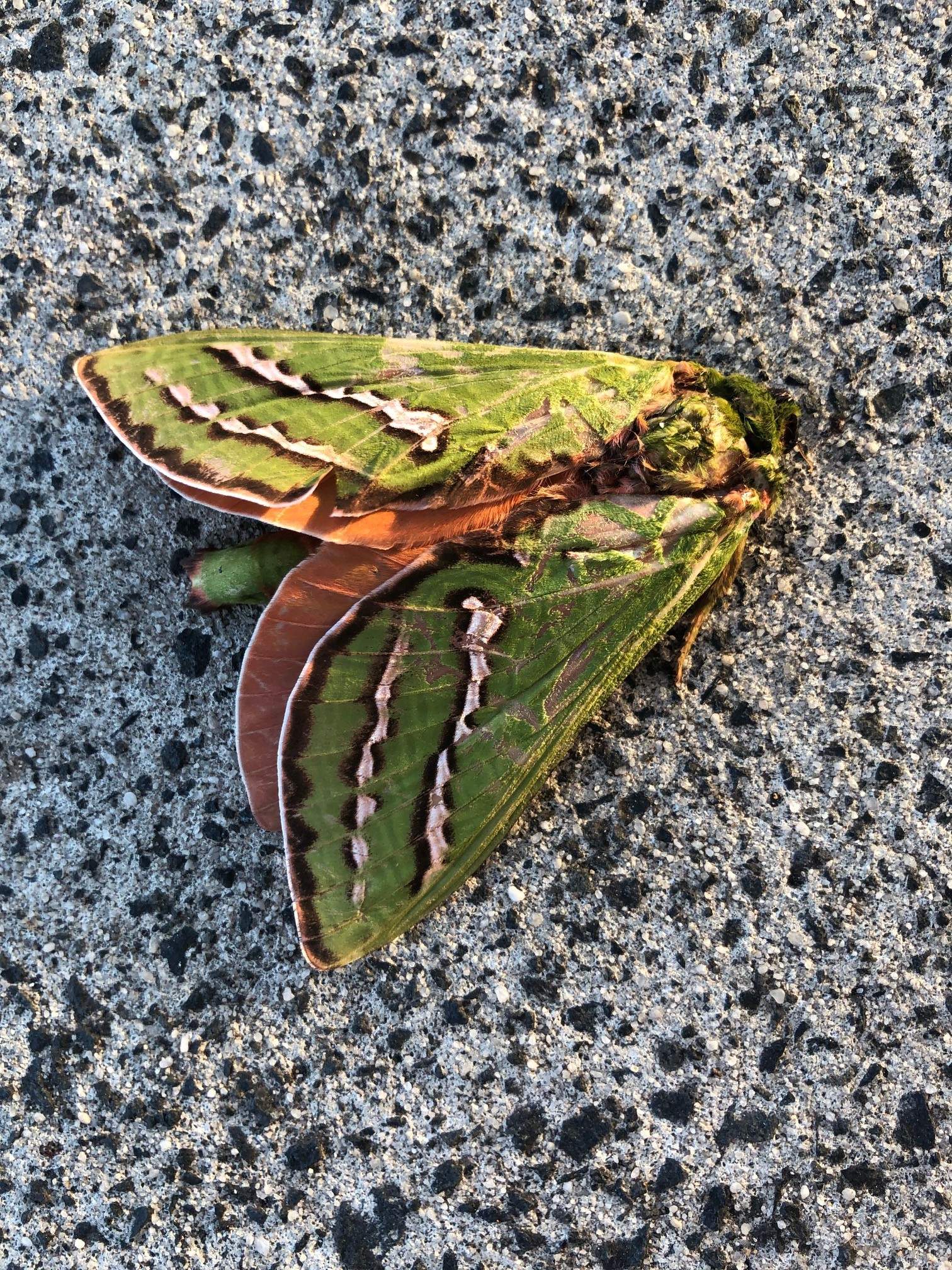 Moths get an image makeover - ABC listen