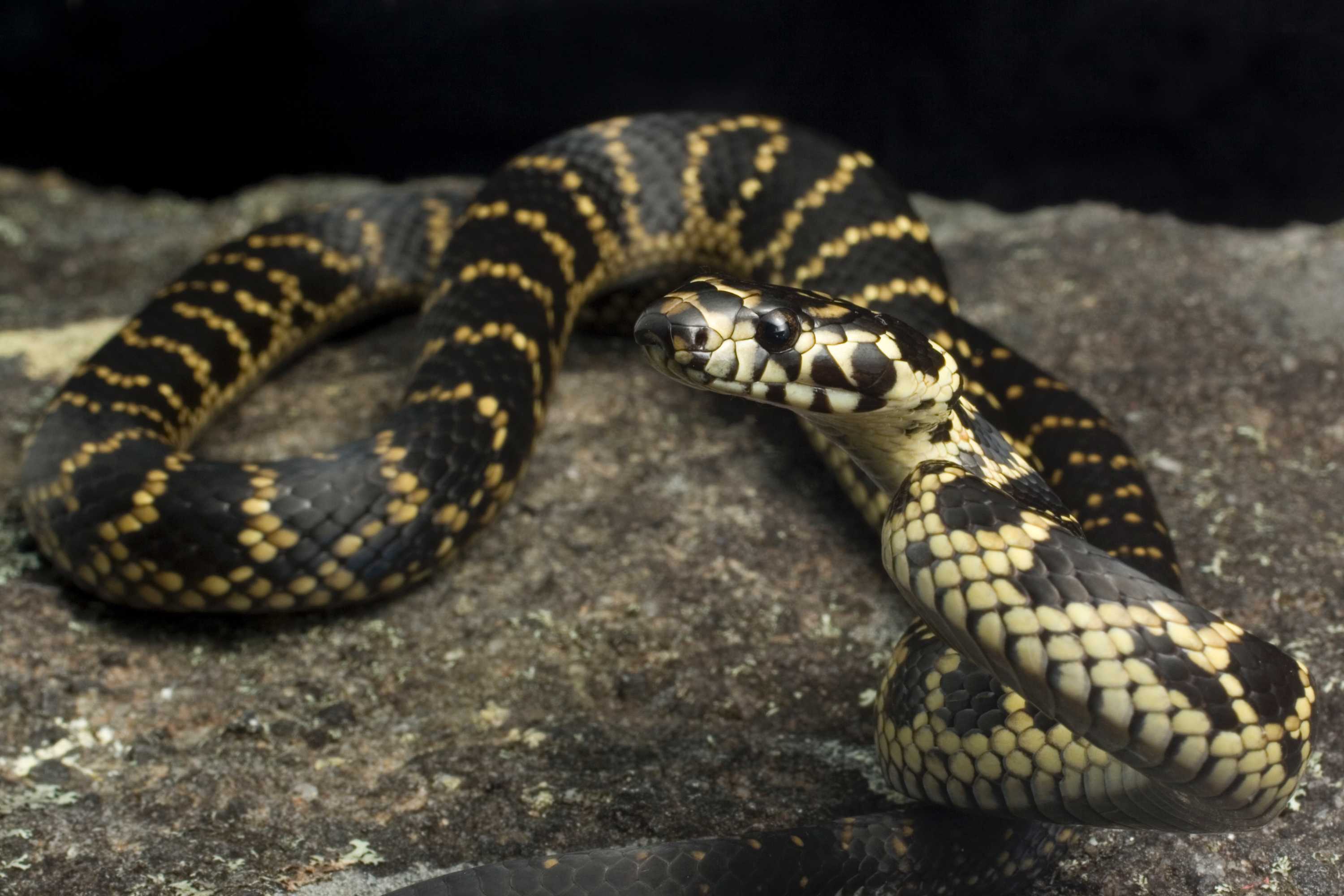 Sydney snake once common, now endangered - ABC listen