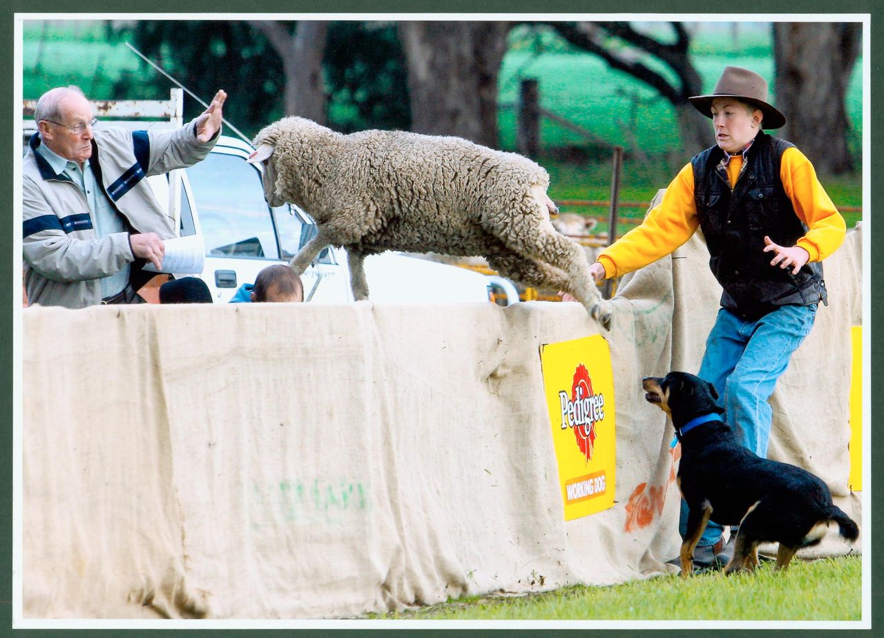 Wayward sheep makes a prize photo - ABC News