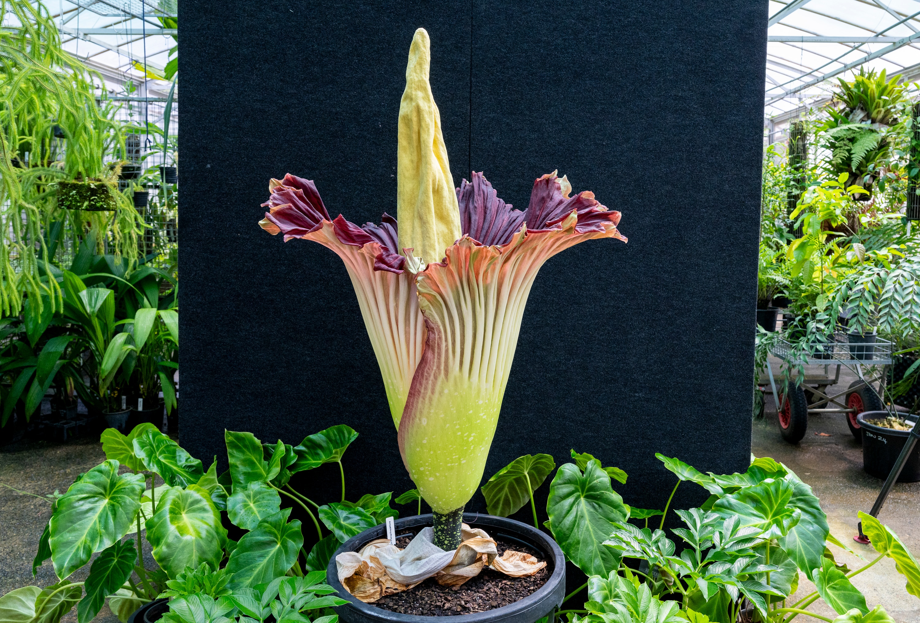 Corpse flower blooms at Canberra's Australian National Botanic Gardens ...