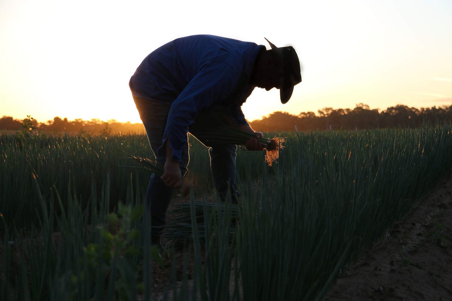 Farmers seek compensation over claims chemical contamination of ...