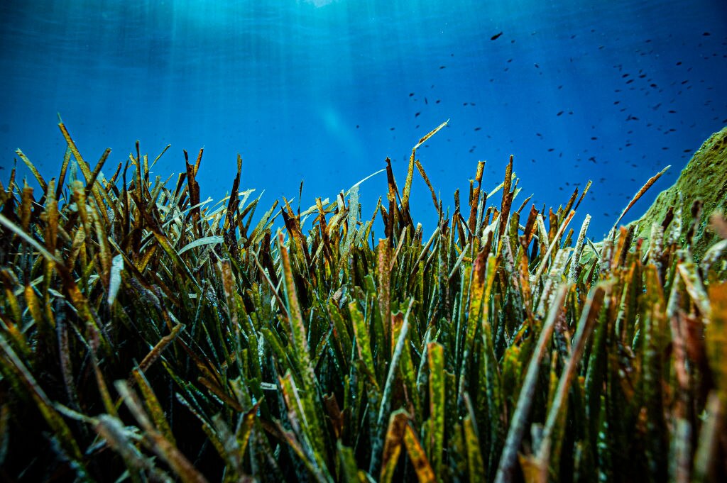 Seagrasses provide immense environmental benefit - ABC listen
