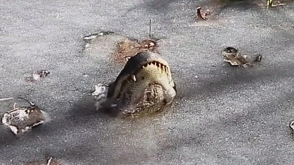 It's so cold in the US that alligators are poking their snouts through ...