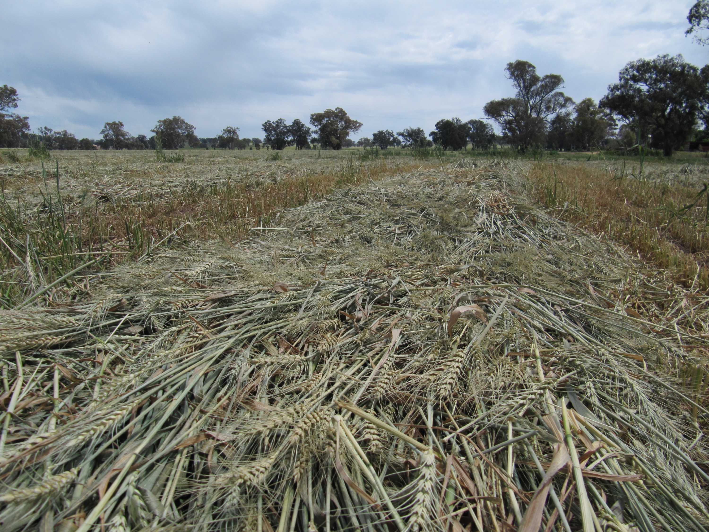 Insurance and protection against natural disasters destroying crops are ...