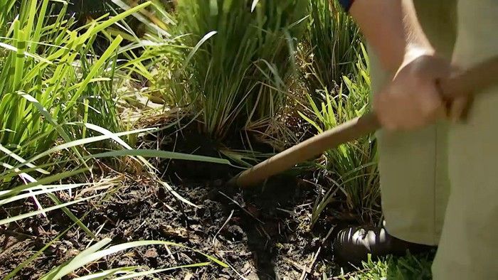 Multiplying Plants - Gardening Australia