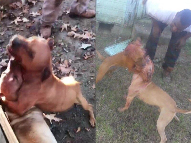 Frozen semen of fighting dogs shipped abroad, ABC investigation reveals ...