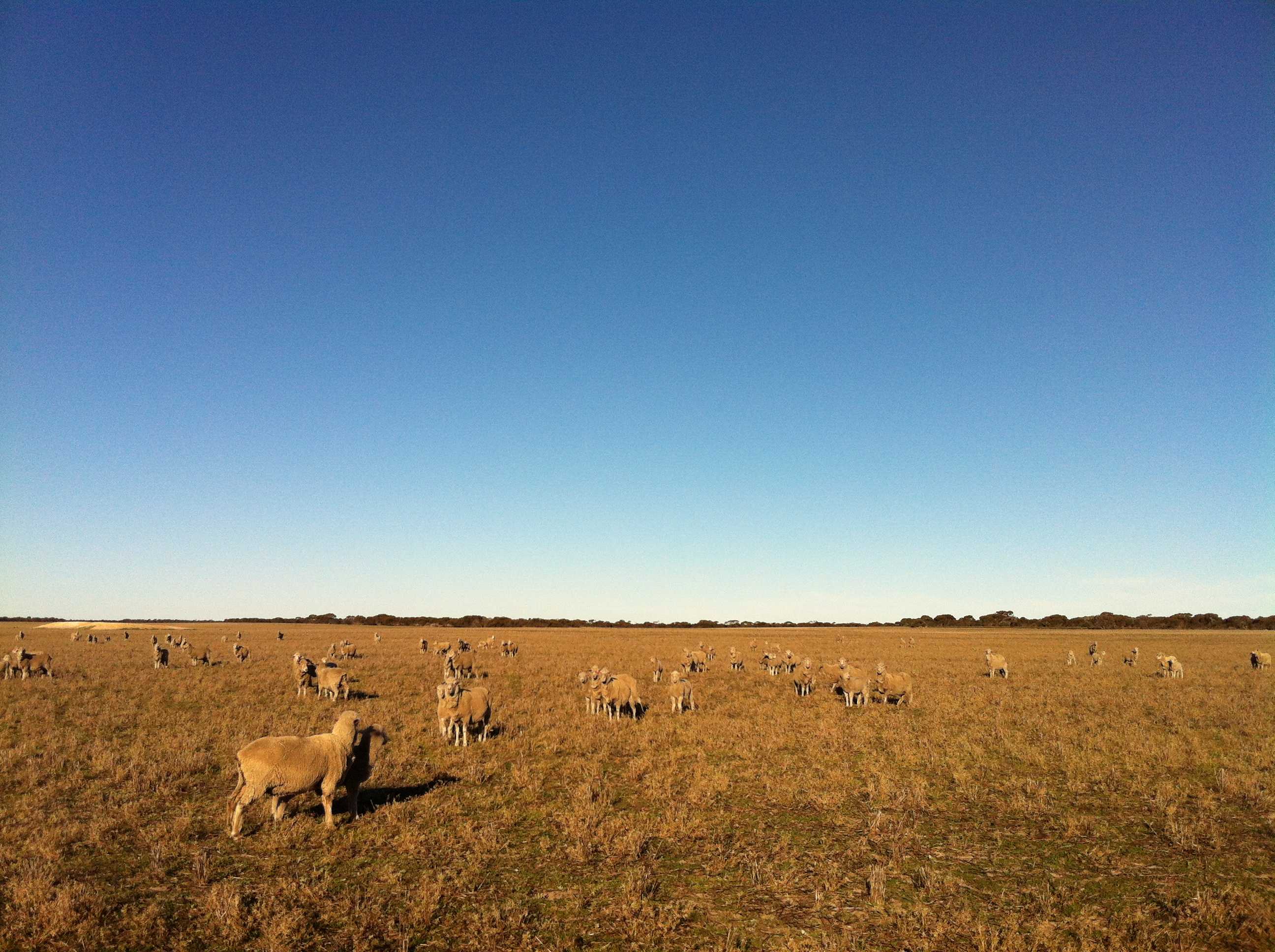 Too wet or too dry? Tough season for WA farmers - ABC News