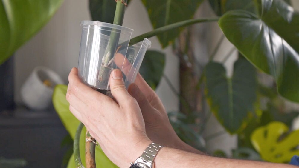 Propagation - Gardening Australia