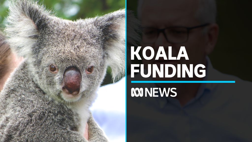Scott Morrison announces millions of dollars of funding for koalas ...