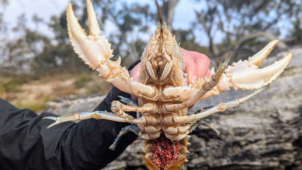 'Berried' female Murray crayfish with eggs - ABC News