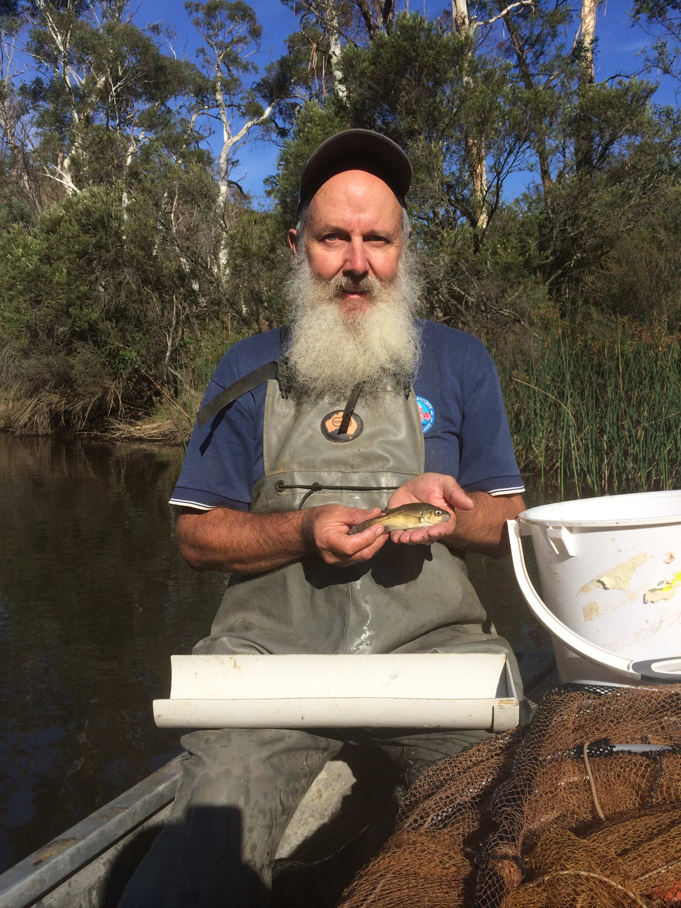 Shaw galaxias freshwater fish species in 'dire straits' and on brink of ...