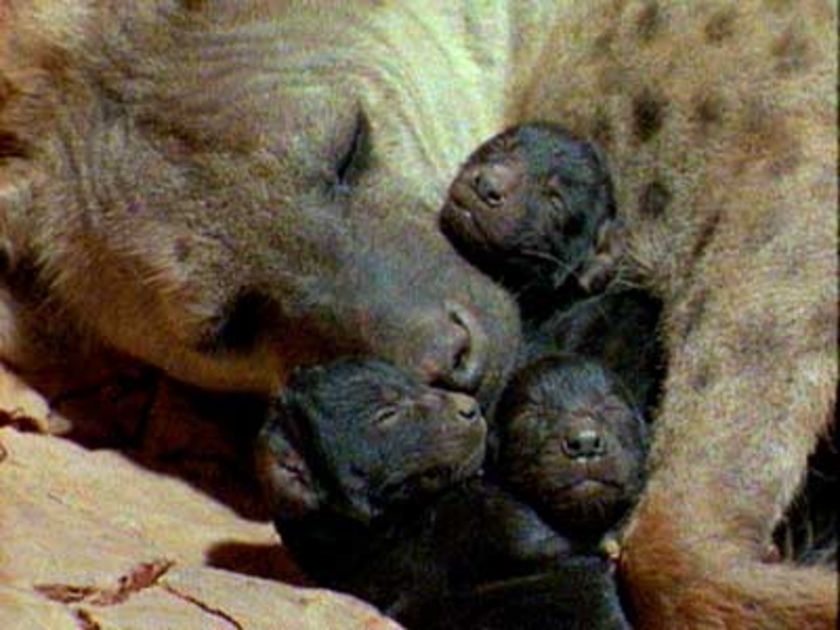 Zoo staff laughing about surprise hyena birth - ABC News