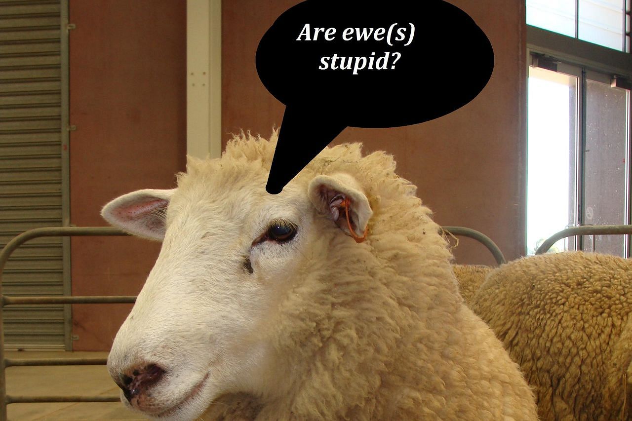 Are ewe(s) stupid? - ABC News