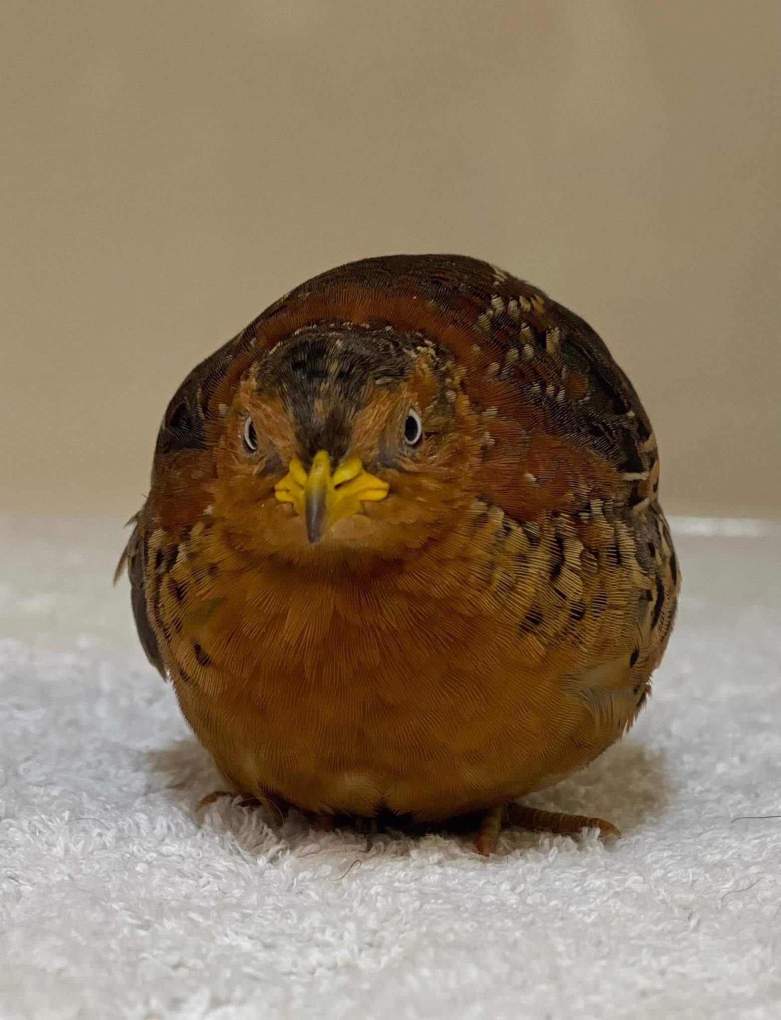 Rare quail spotted in Coffs Harbour, NSW, after wet weather results in ...