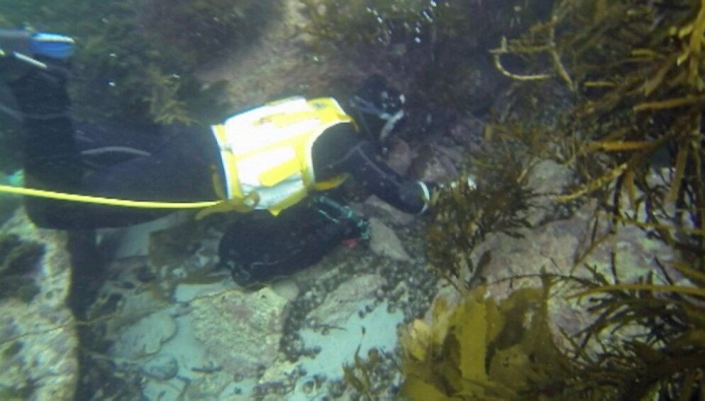 Periwinkles tipped to be the next big thing in seafood - ABC News